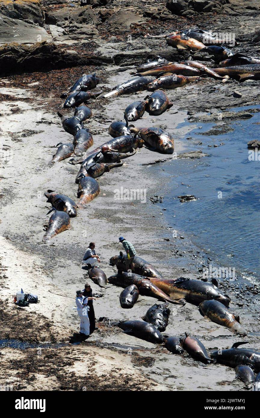 Scientist Matt Webb surveying dead long finned pilot whales stranded on ...