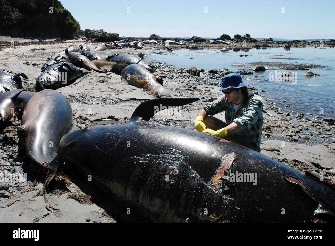 Scientist Matt Webb surveying dead long finned pilot whales stranded on ...