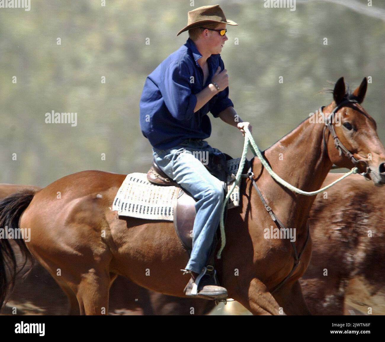 Prince Harry on horseback herding cattle on a cattle station in ...