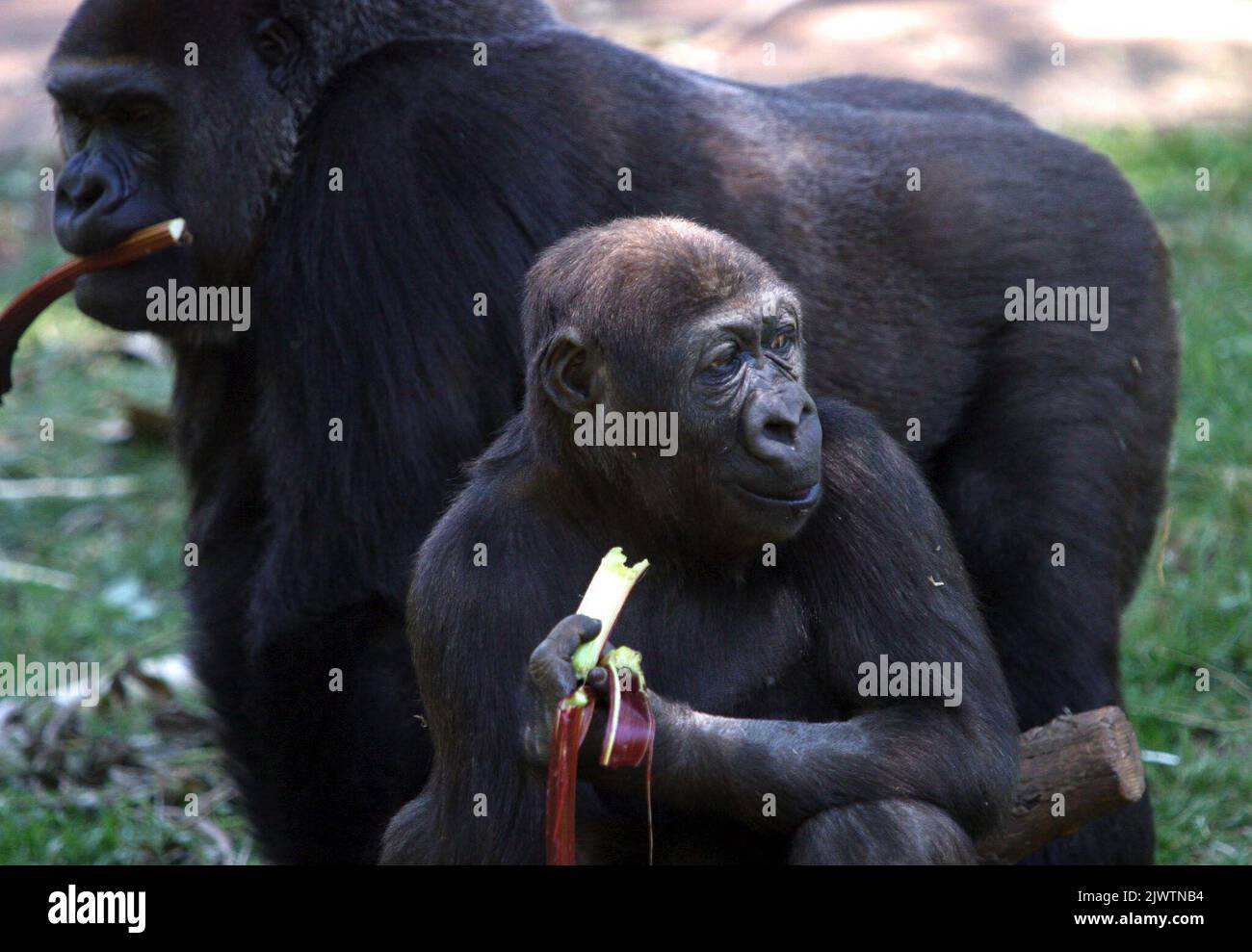Young Western Lowland Gorilla ,"Yakini", celebrates his 4th birthday ...