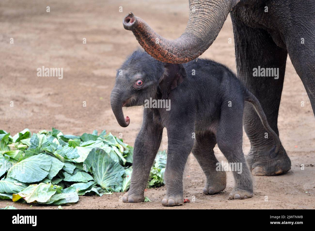 Melbourne Zoo's two day old baby elephant calf stands in front of his ...