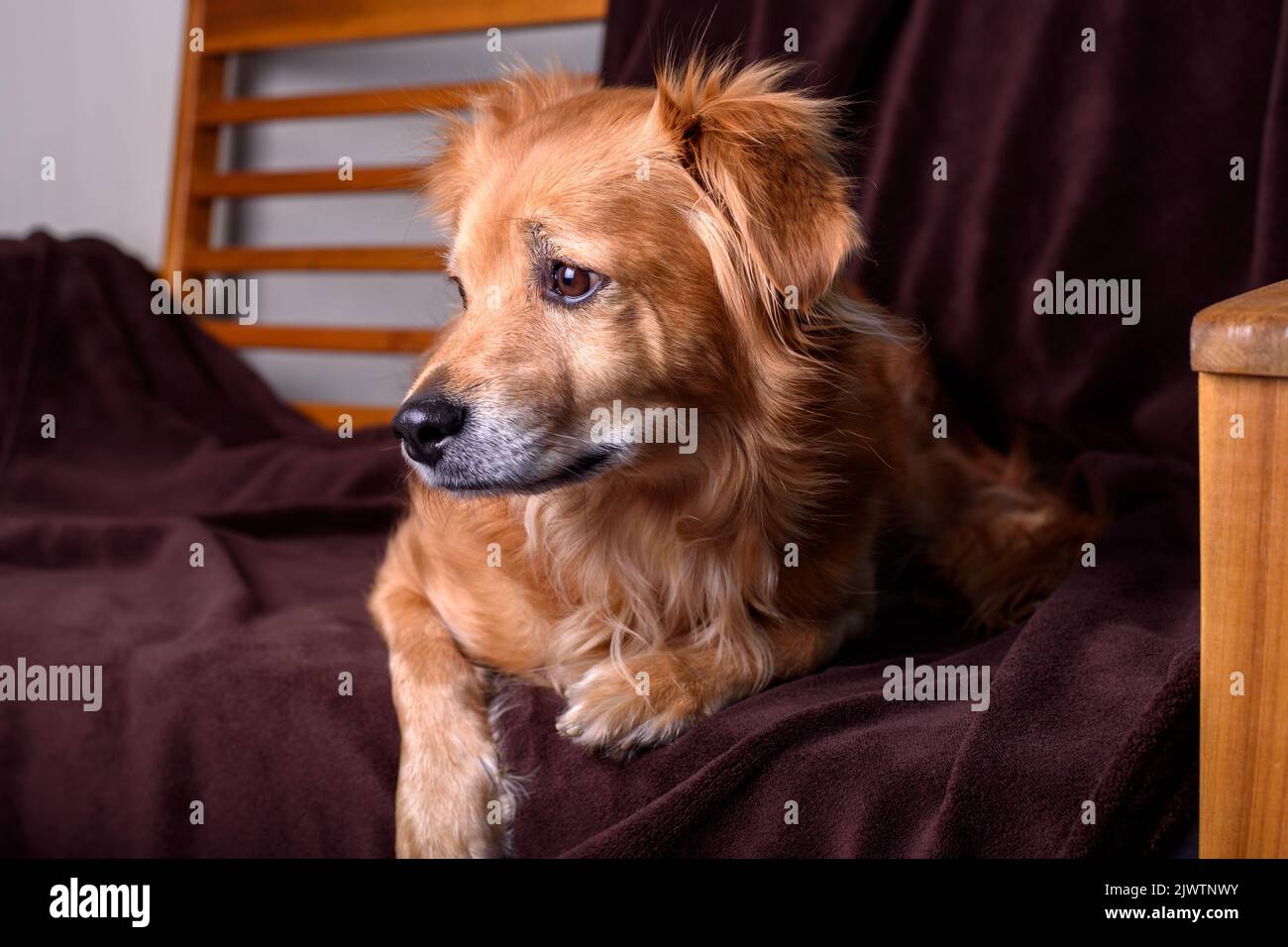 Mix breed dog on the bench Stock Photo - Alamy