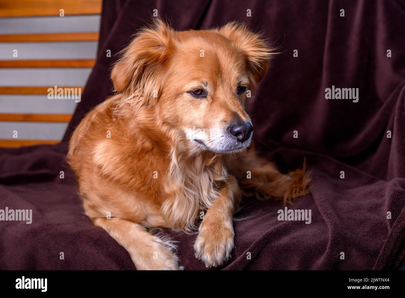 Mix breed dog on the bench Stock Photo - Alamy