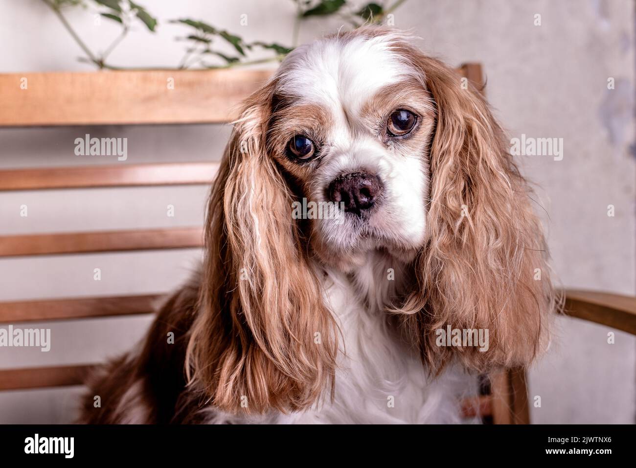 Adult blenheim cavalier king charles spaniel sits on the bench Stock ...