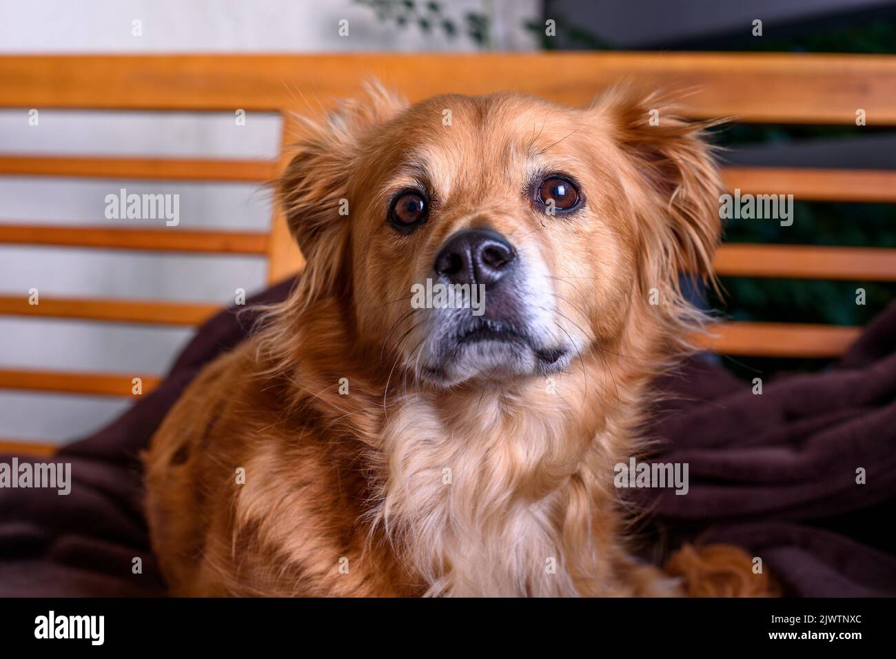 Close up brown mixed breed hi-res stock photography and images - Alamy
