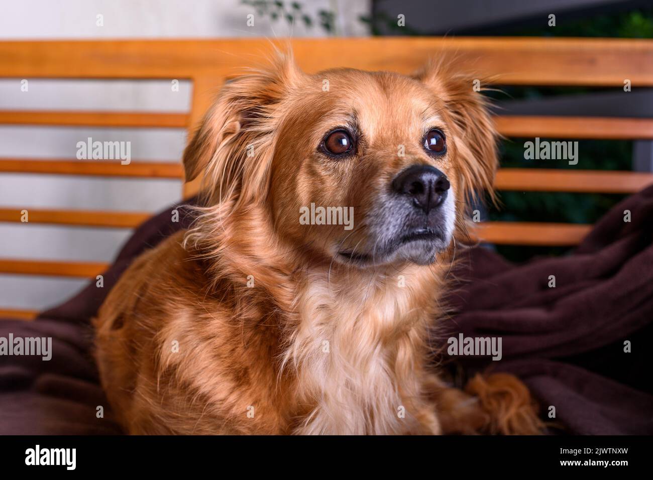 Mix breed dog on the bench Stock Photo - Alamy