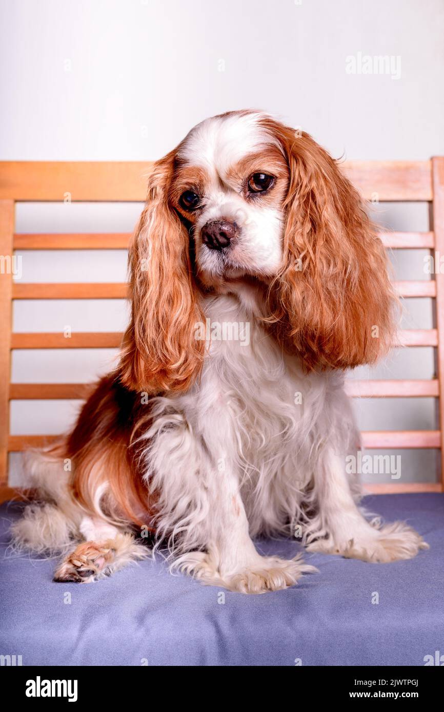 Adult blenheim cavalier king charles spaniel sits on the bench Stock ...