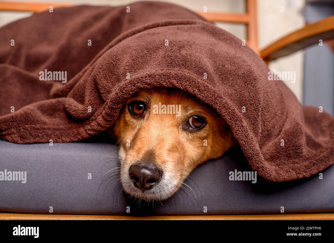 Mix breed dog on the bench Stock Photo - Alamy