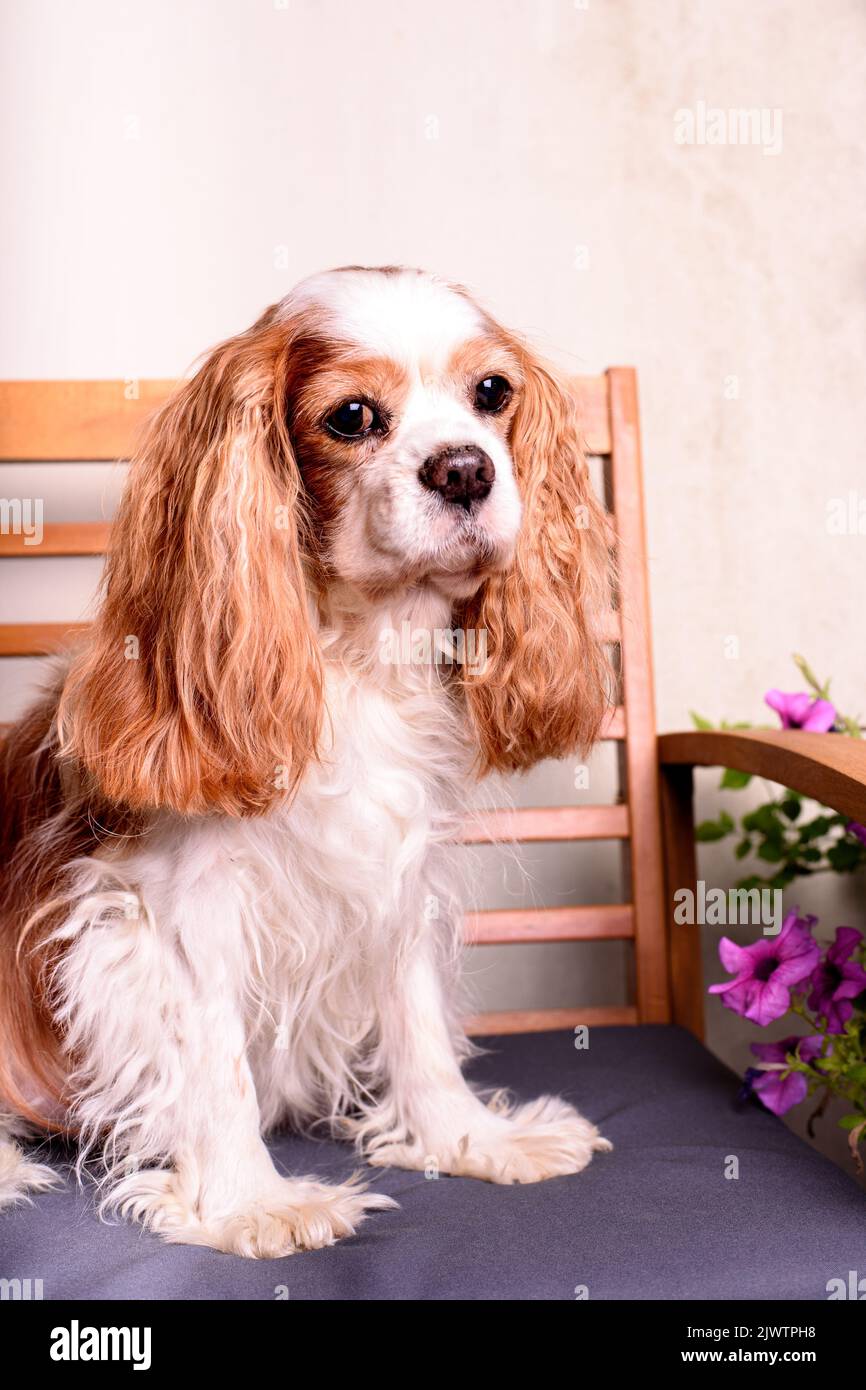 Adult blenheim cavalier king charles spaniel sits on the bench Stock ...