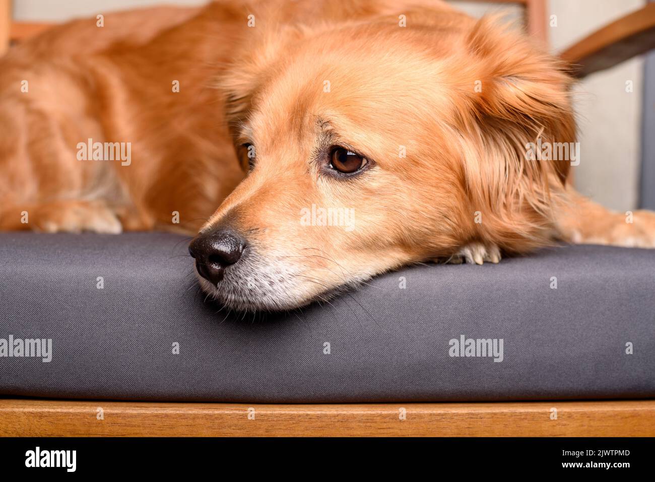 Mix breed dog on the bench Stock Photo - Alamy
