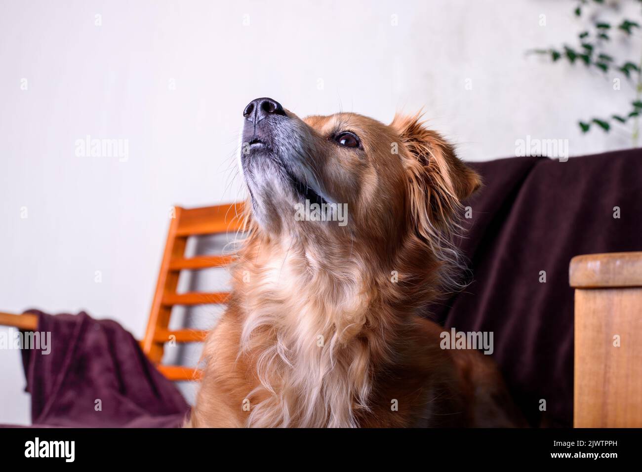 Mix breed dog on the bench Stock Photo - Alamy