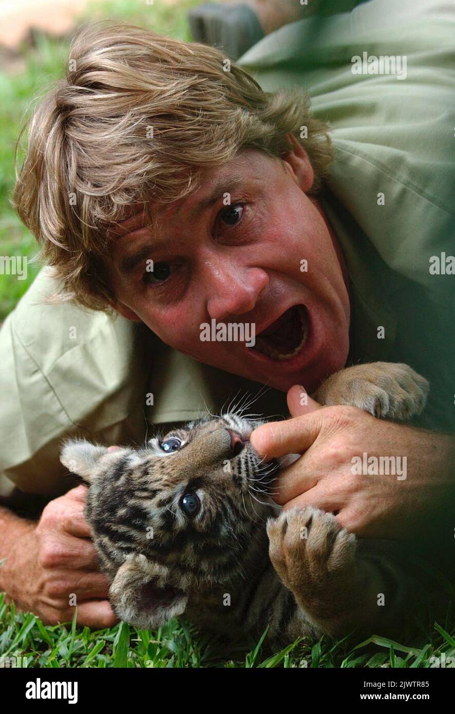 The Crocodile Hunter Steve Irwin plays with one of three six-week-old ...