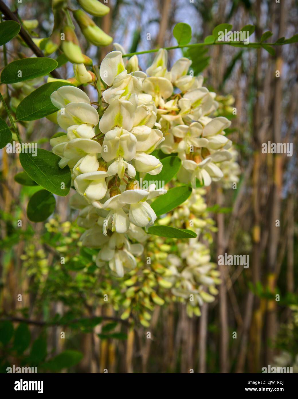 A beautiful white flowers hi-res stock photography and images - Alamy