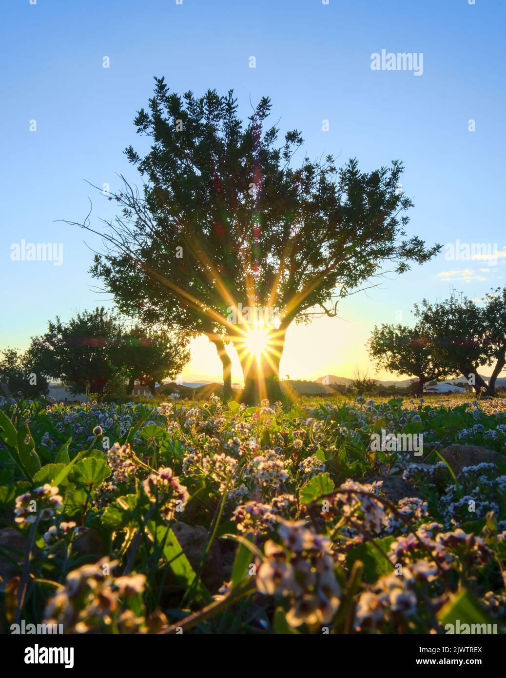 The forest daisy tree hi-res stock photography and images - Alamy