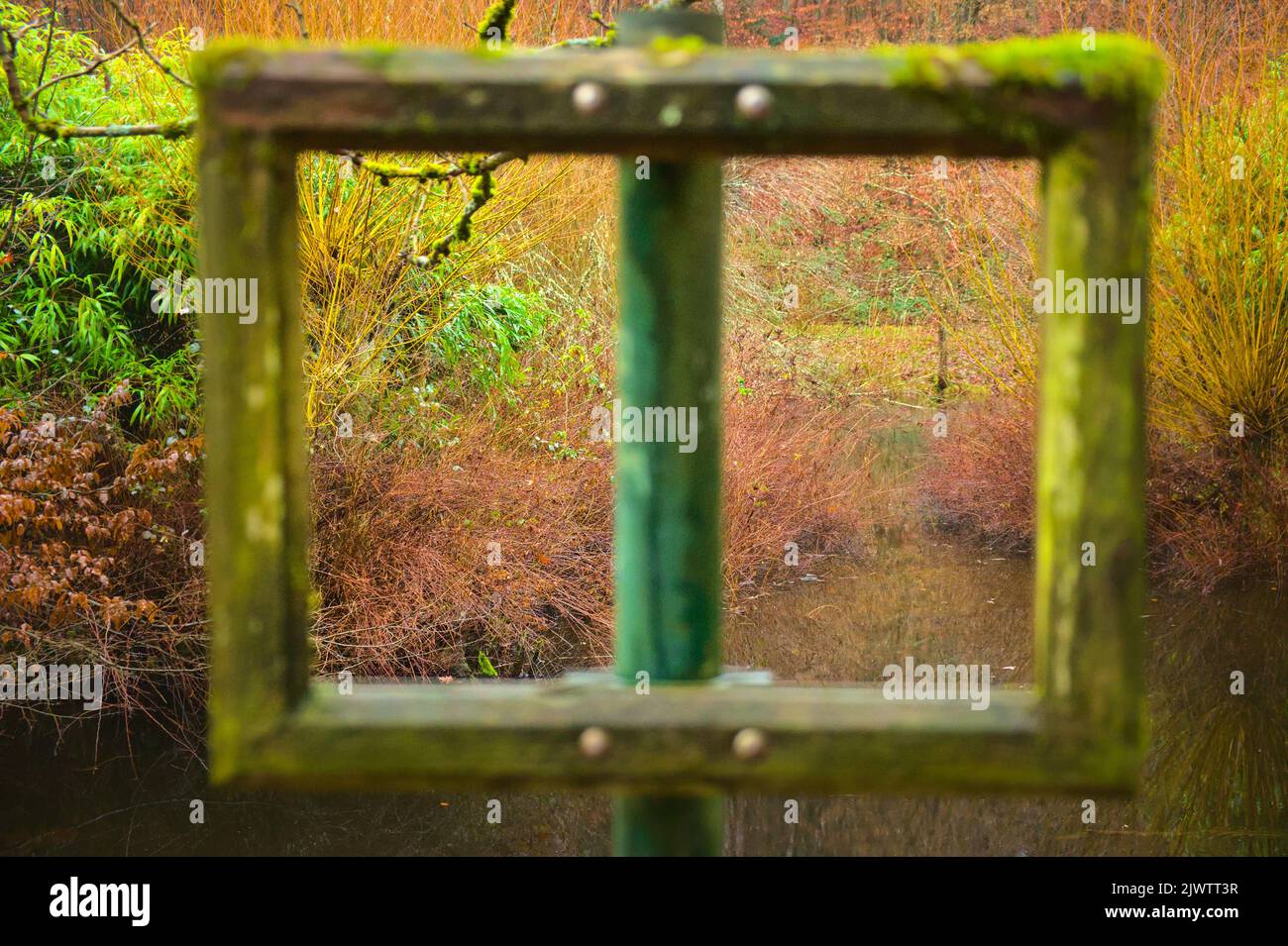 Moss in nature hi-res stock photography and images - Alamy