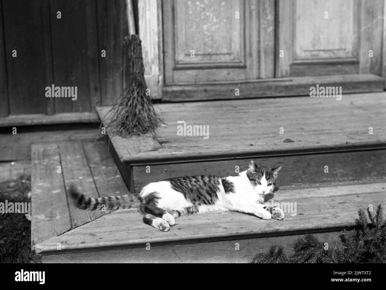 Erik-Lars ". The cat solar. "Erik-Lars". Katten solar sig Stock Photo ...