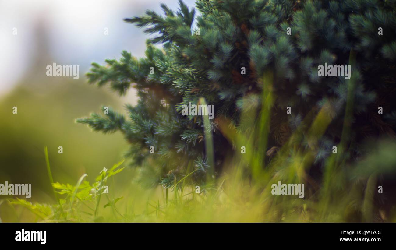 Background with closeup of forest green plants and grass. Beautiful ...