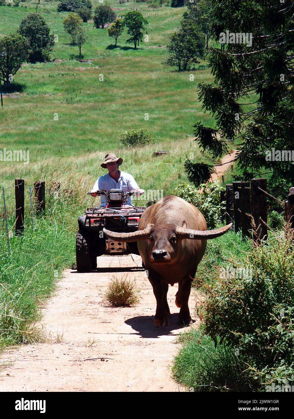 Dairy farmer Mitch Humphries guides an Australian water buffalo into ...