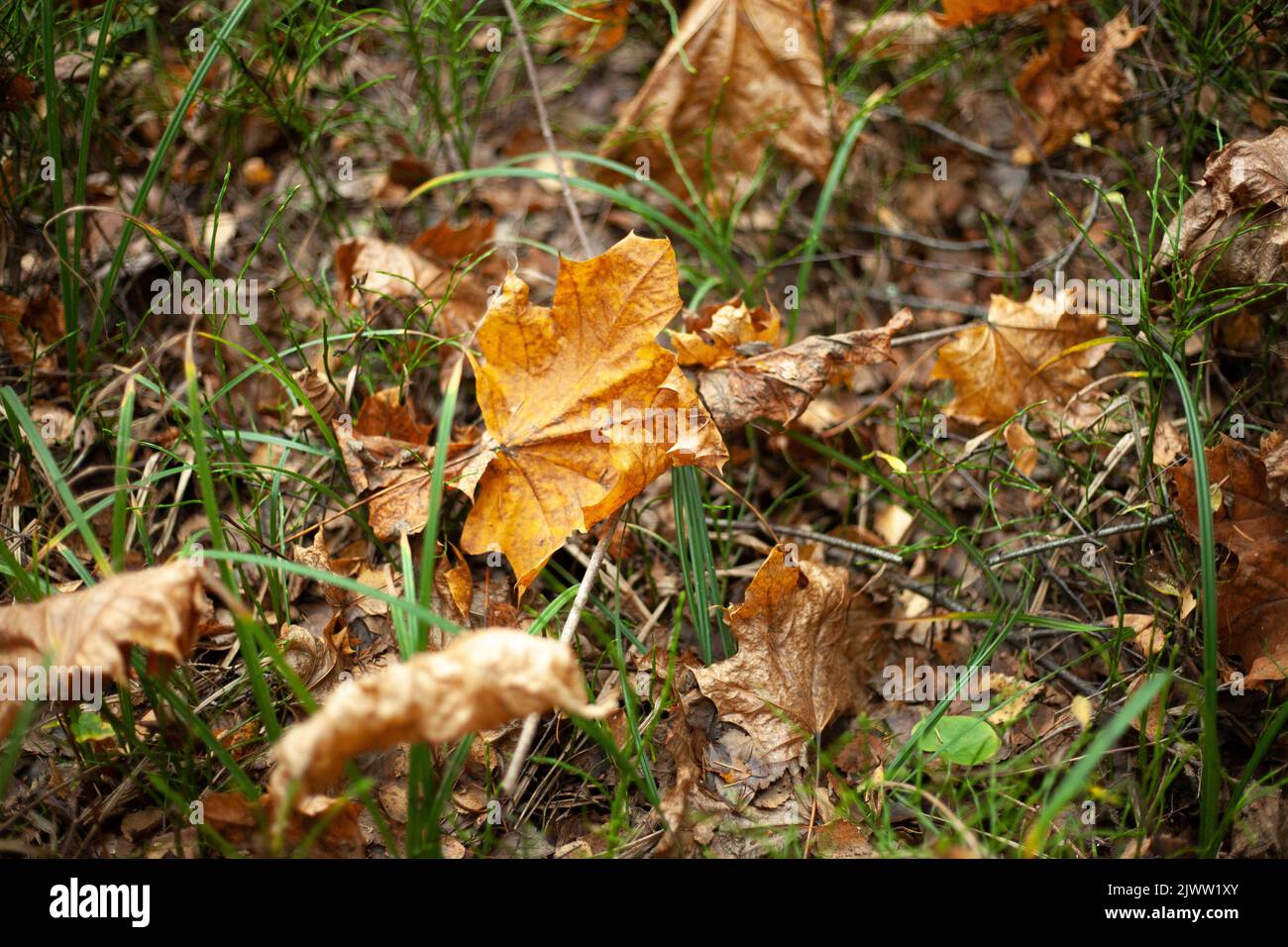Nature in forest. Plants in autumn. Faded colors in swamp Stock Photo ...