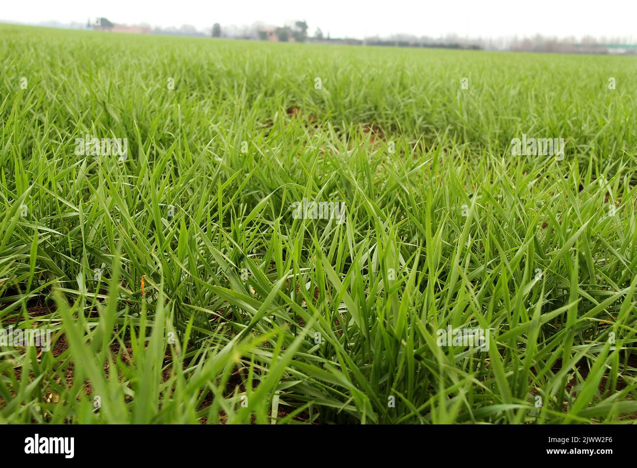 Field of grass in Italy Stock Photo - Alamy