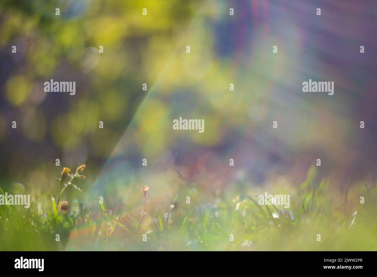 Fresh green grass in sunny summer day in park. Beautiful natural ...