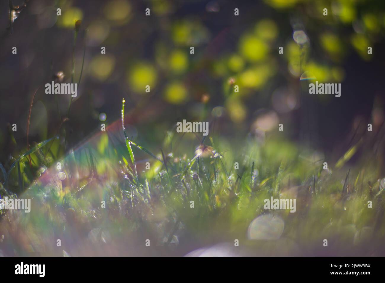 Fresh green grass in sunny summer day in park. Beautiful natural ...
