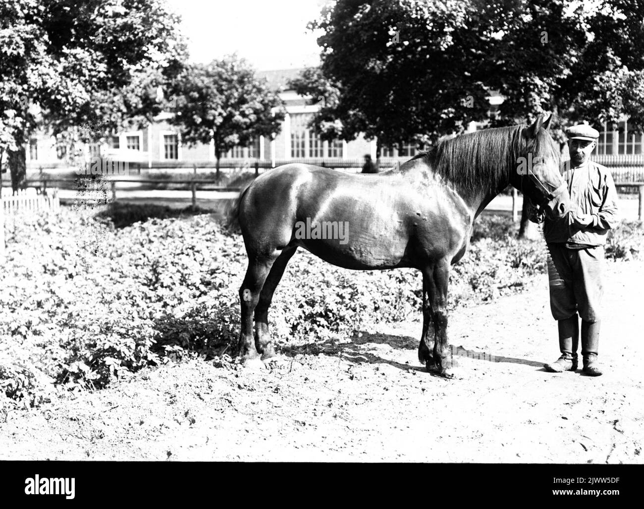 Man at workhorse. Man vid arbetshäst Stock Photo - Alamy