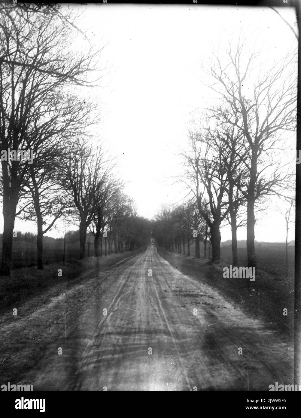 Allé with trees. Allé med träd Stock Photo - Alamy