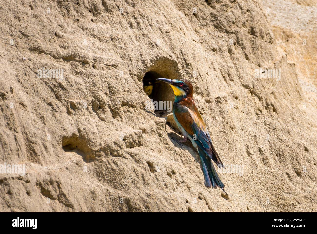 European Bee Eater (Merops Apiaster) Feeds Juvenile In Breeding Burrow ...