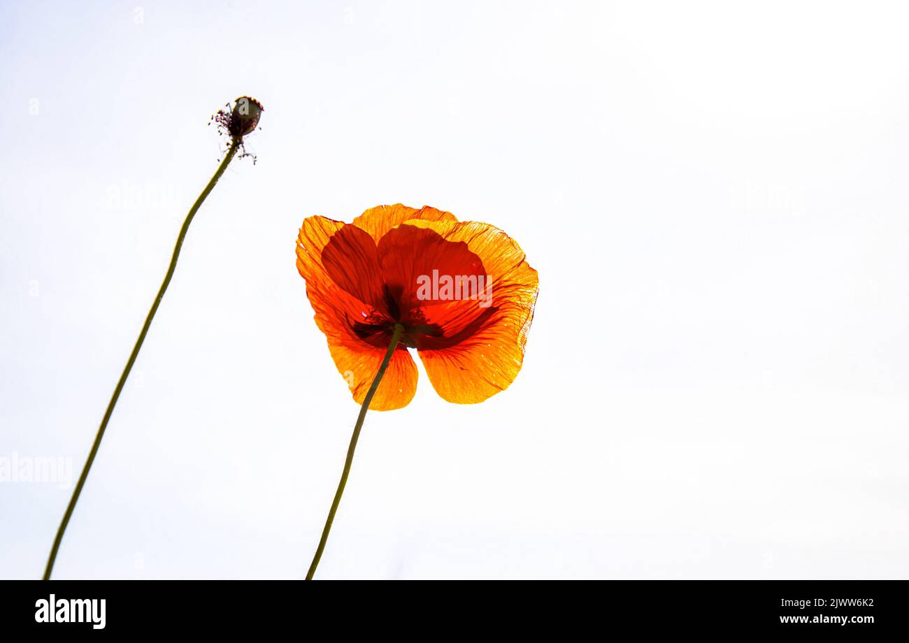 Papavero solitario hi-res stock photography and images - Alamy