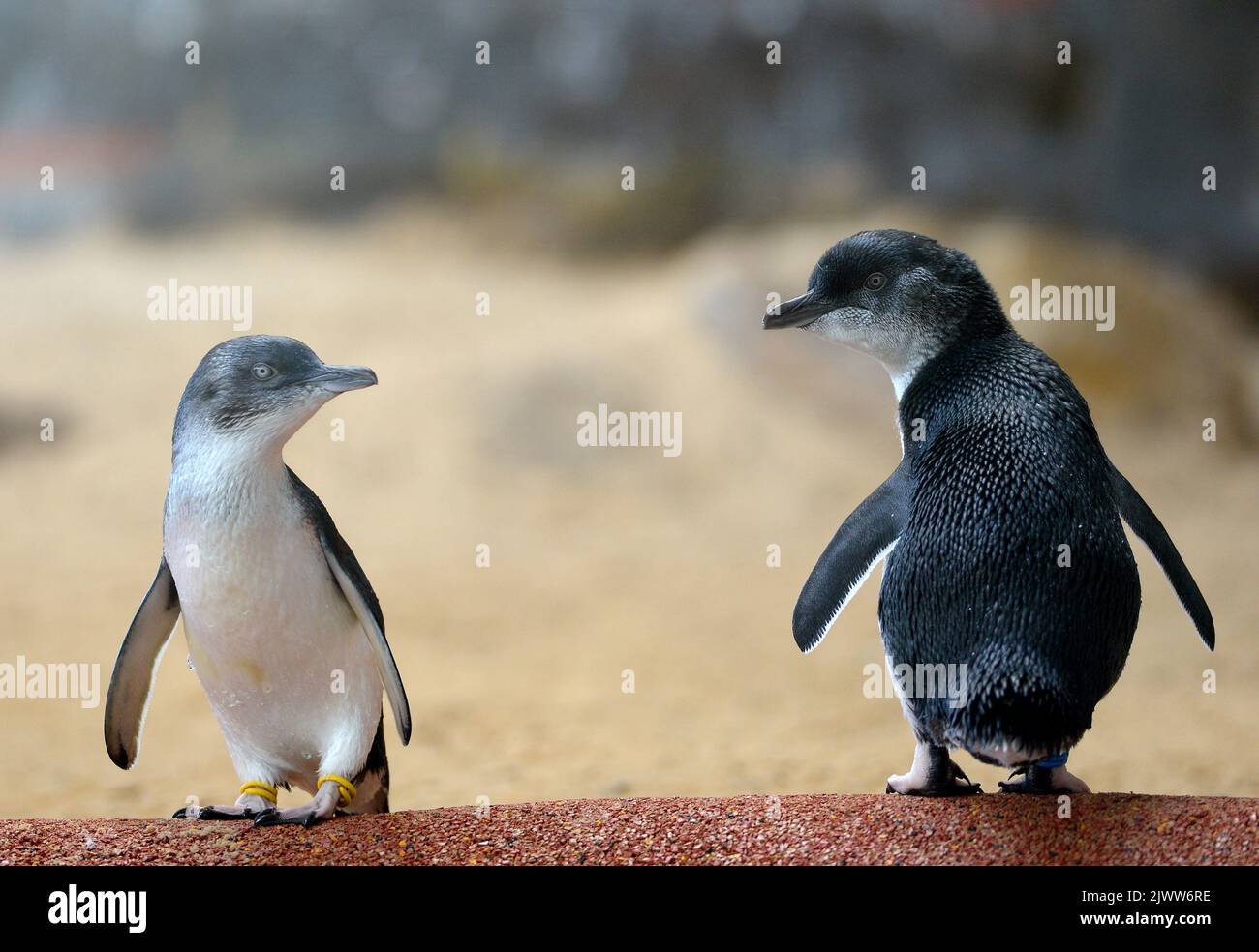 New female penguins Twirl (L) and Velma are introduced to Manly SEA ...