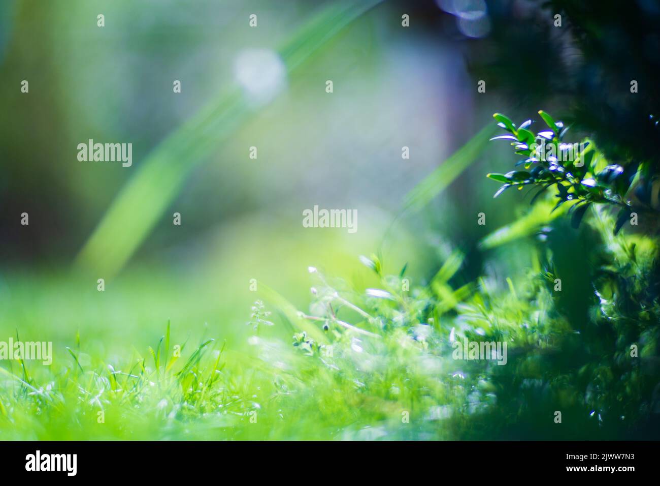 Wildflowers close-up in sunny day in summer meadow. Beautiful natural ...