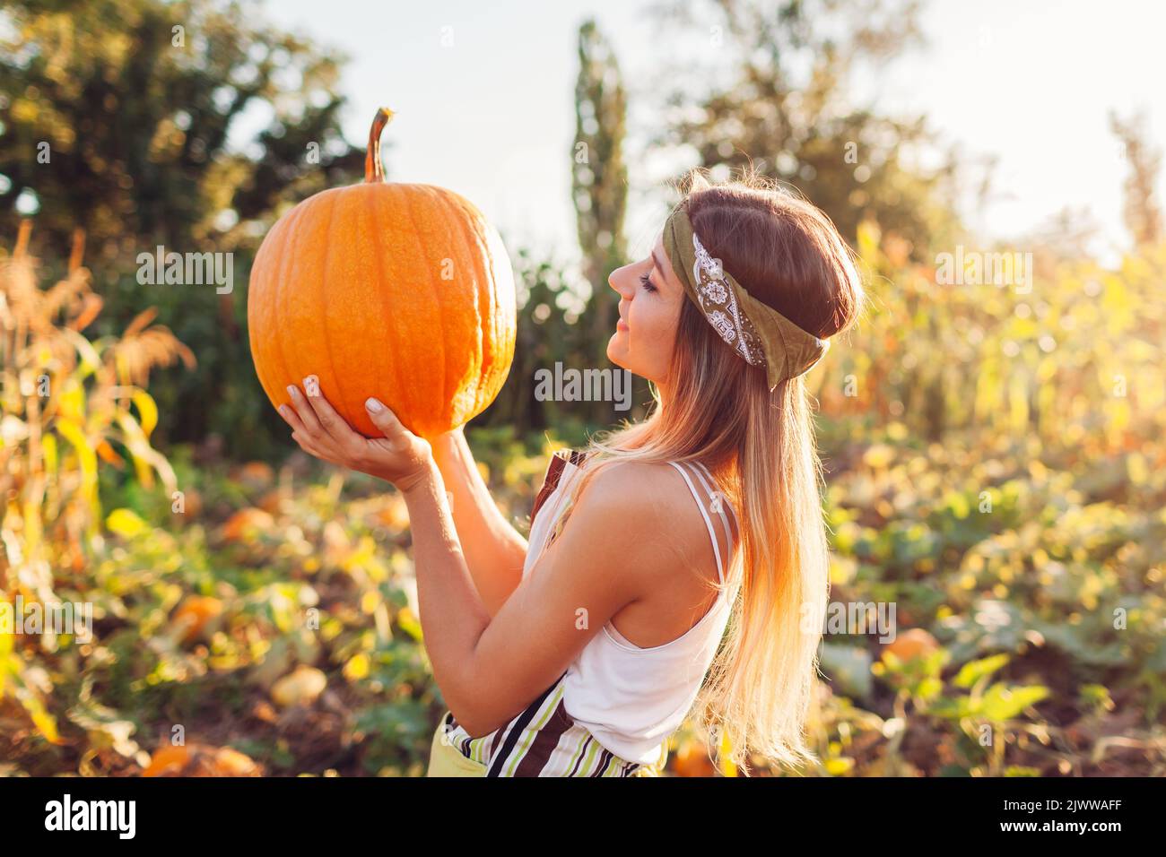 Pumpkin harvest. Young woman farmer picking autumn crop of pumpkins on ...