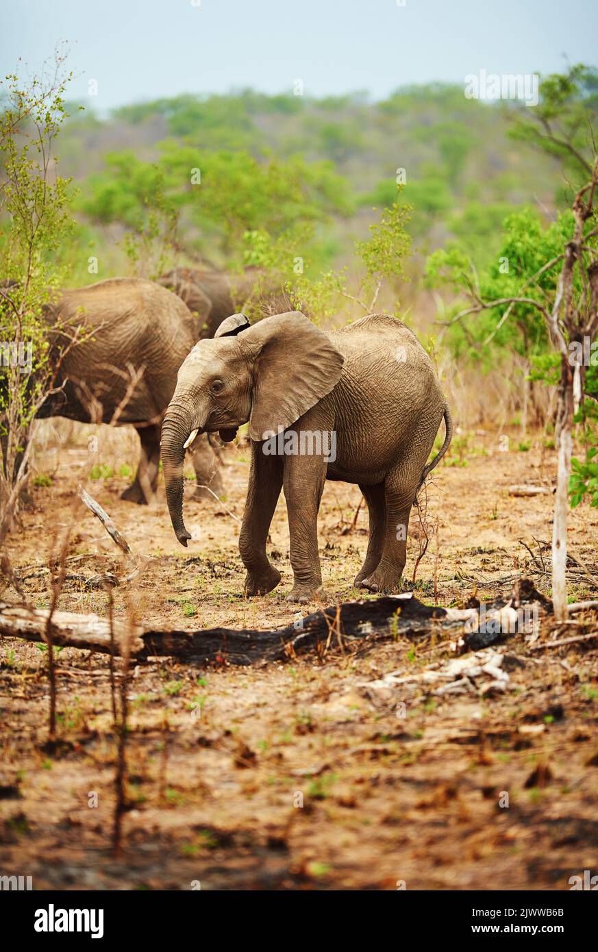 Hell grow up to be big and strong. a herd of elephants in their natural ...