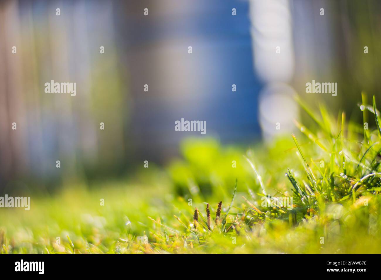 Fresh green grass in sunny summer day in park. Beautiful natural ...