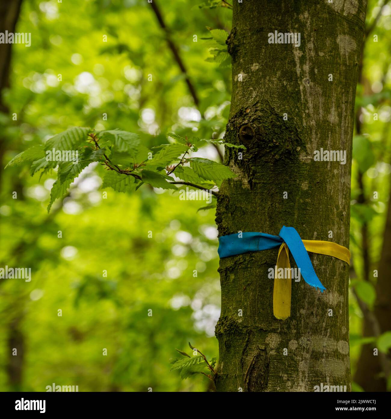 Ukraine flag decor hi-res stock photography and images - Alamy