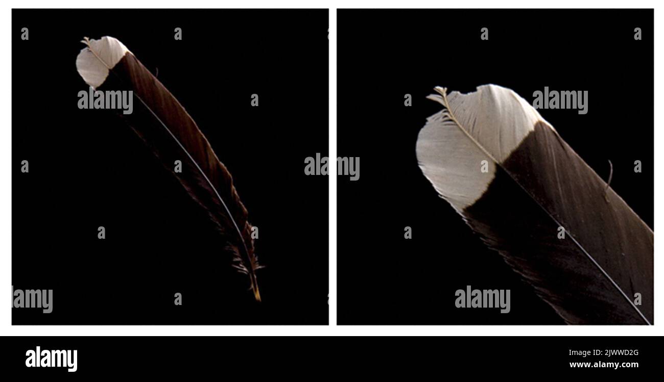 An undated supplied photo released June 22, 2010 of a single feather of ...