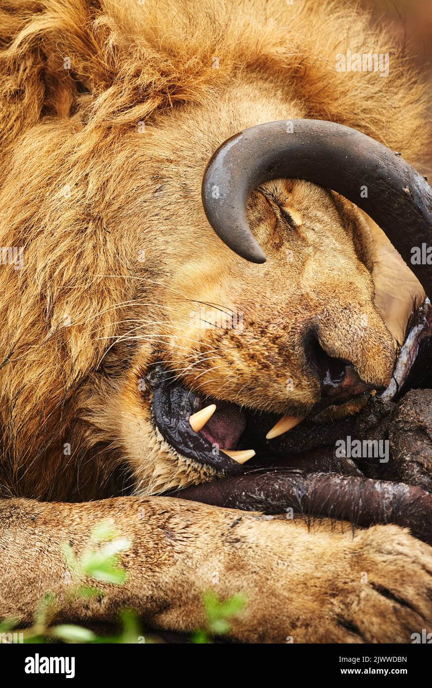 The king always east first. a lion eating his prey the plains of Africa ...