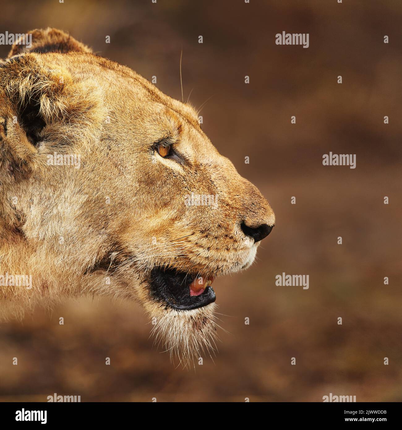 Let the hunt begin hi-res stock photography and images - Alamy