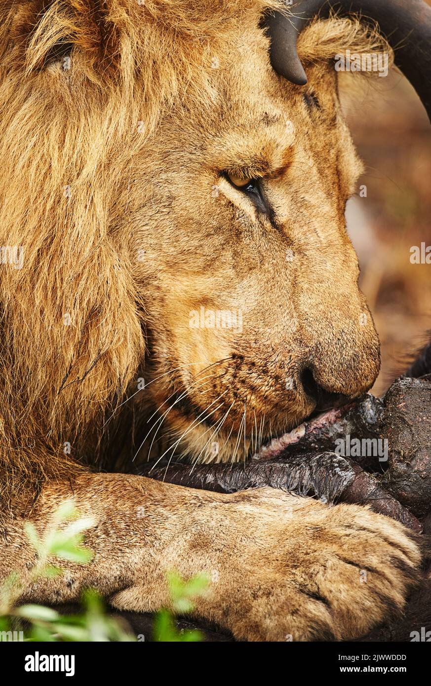 Reaping the rewards of a successful hunt. a lion eating his prey the ...