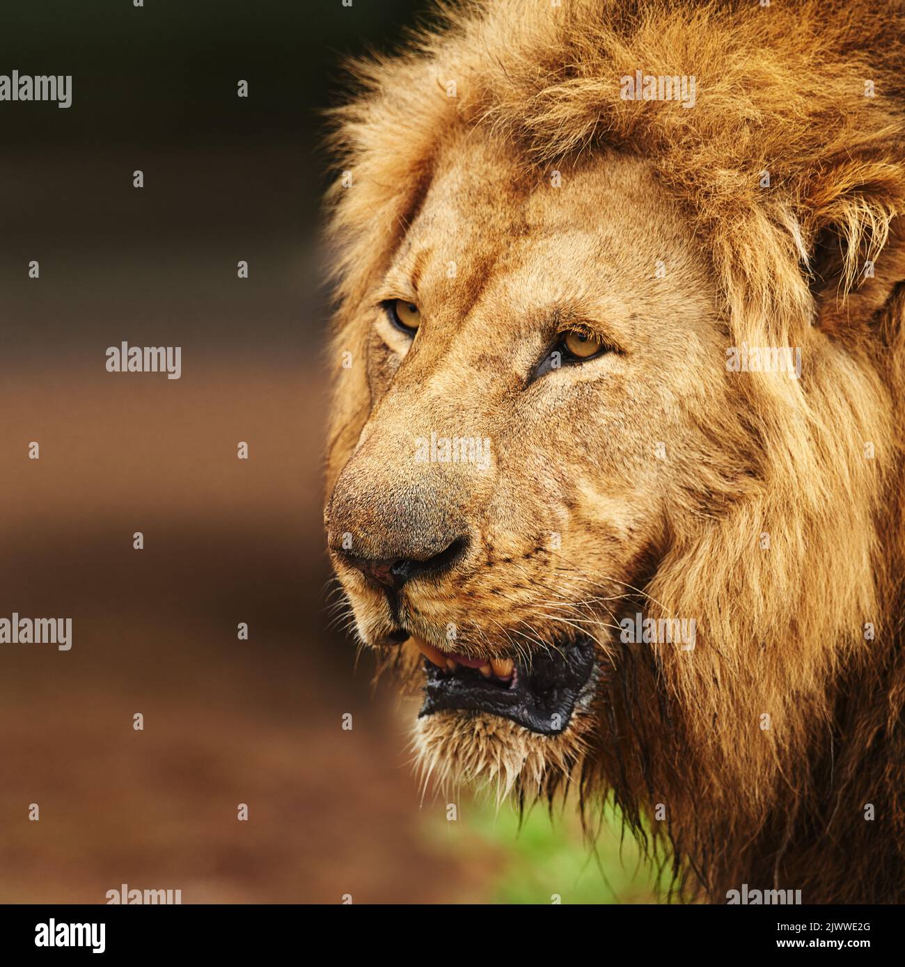 Bow down to your king. a lion on the plains of Africa Stock Photo - Alamy