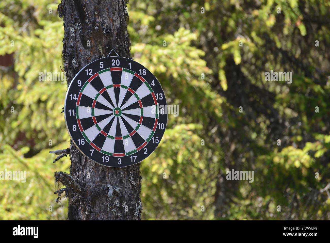 Dartboard hanging on a tree Stock Photo - Alamy