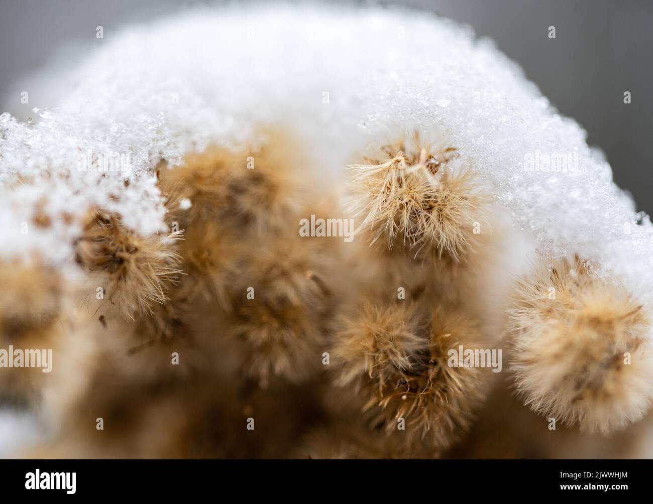 Dry plants covered with a soft layer of snow. Dry, wild plants with ...