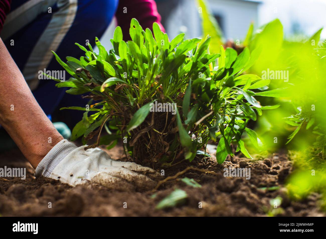 Farmer house worker hi-res stock photography and images - Alamy
