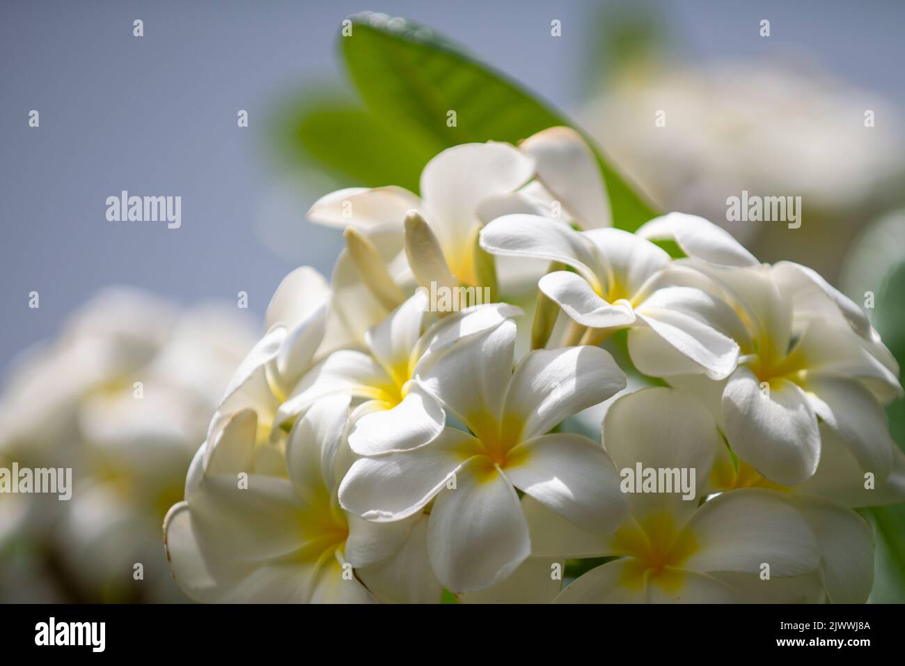 Close up of frangipani flowers with green background. White plumeria ...