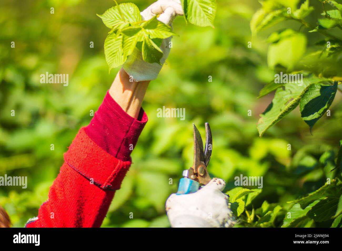 Farmer hands who make pruning of bushes with large garden shears ...