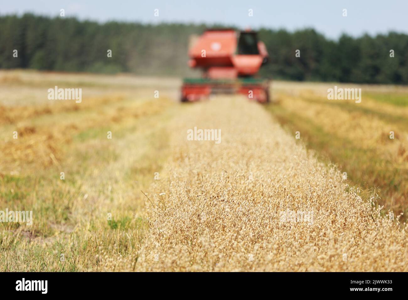 combine harvester driving through field collecting grain in summer ...