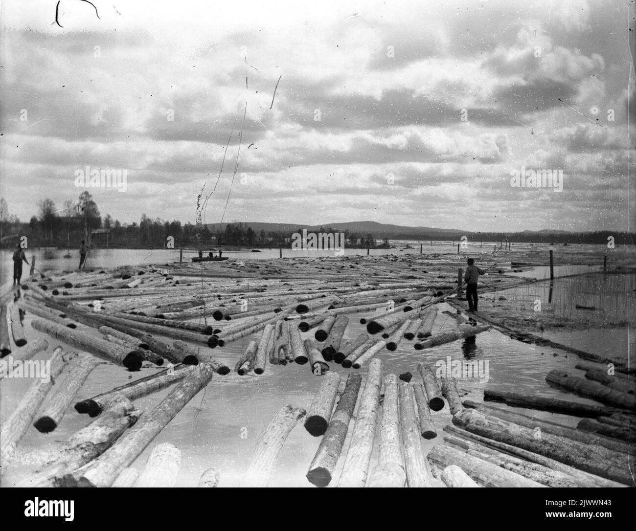 Bird of pa Black and White Stock Photos & Images - Alamy