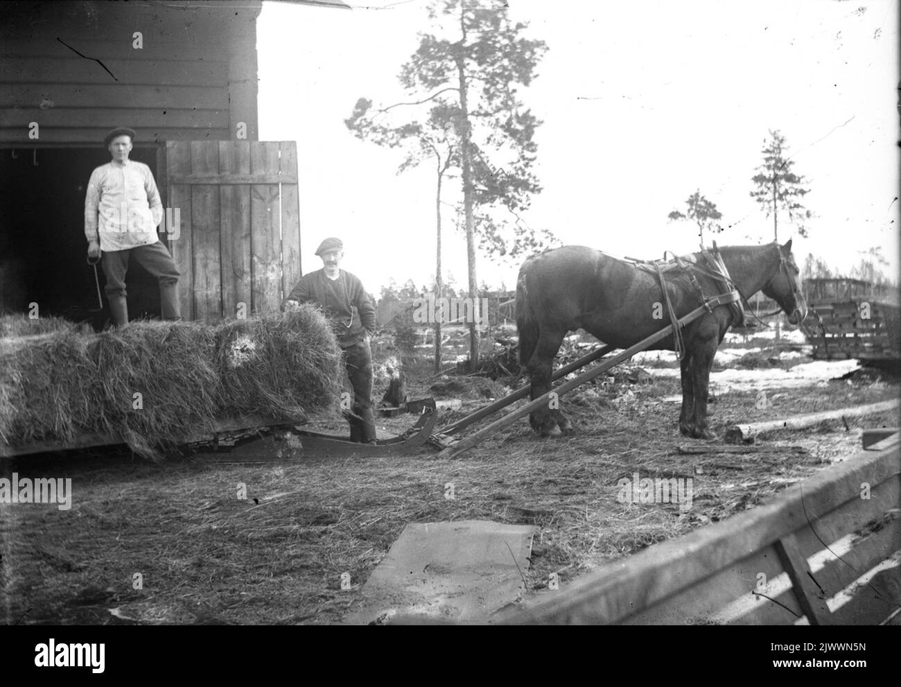 Loading hay. Lastning av hö Stock Photo - Alamy