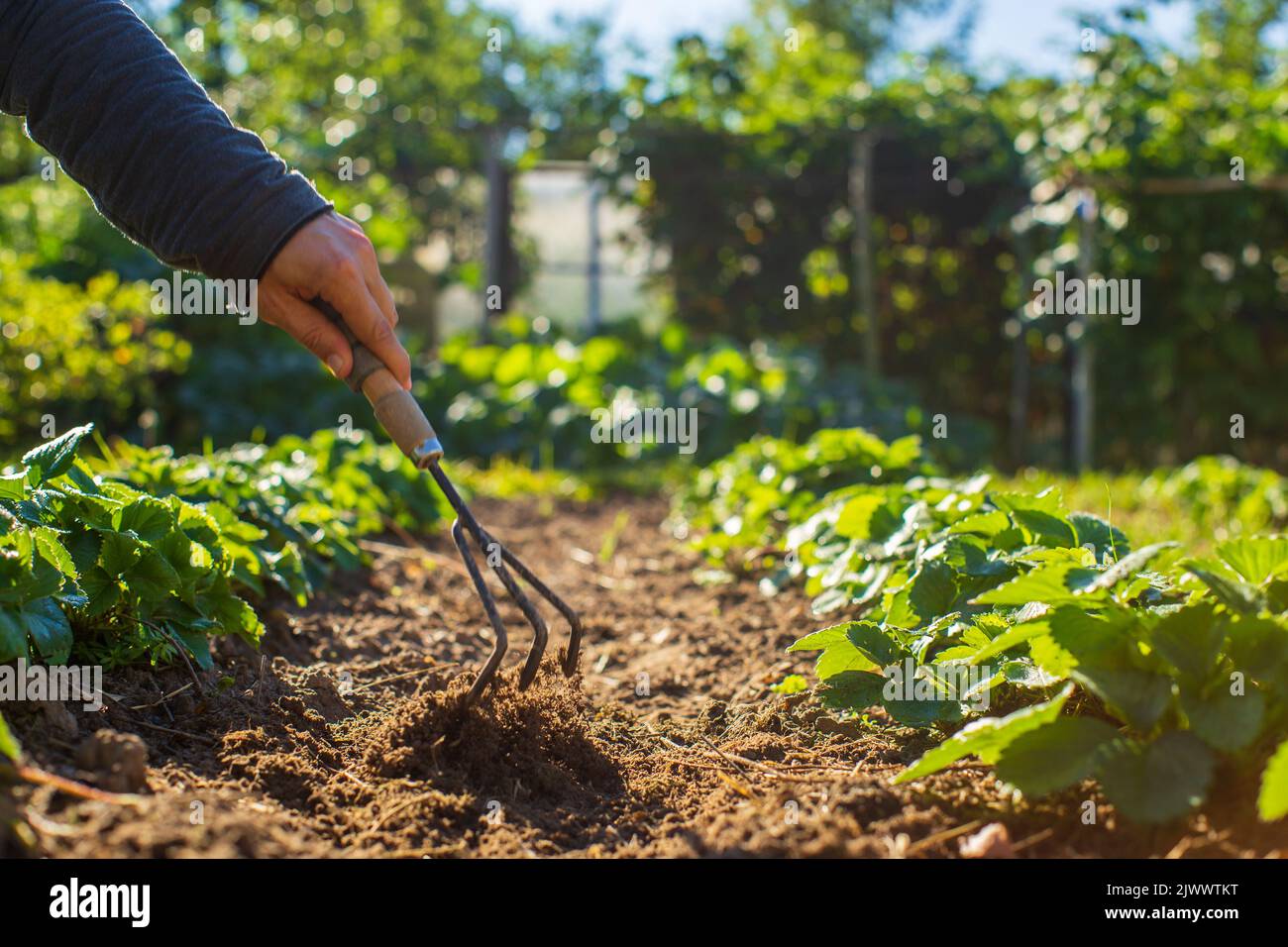 Farmer cultivating land in the garden with hand tools. Soil loosening ...